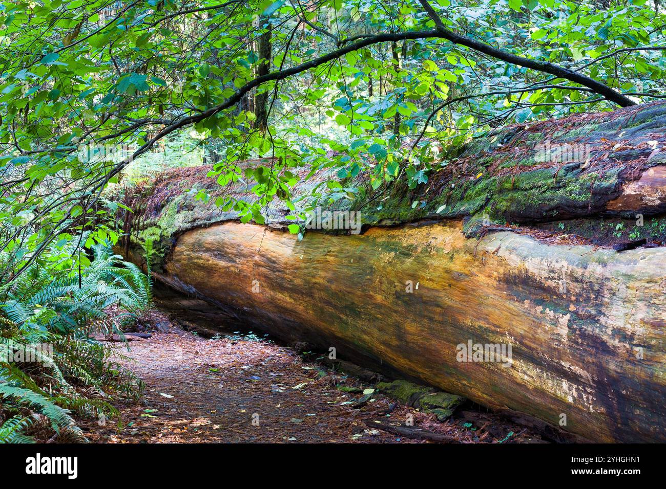A large redwood tree log decaying into old growth. Jedediah Smith State ...