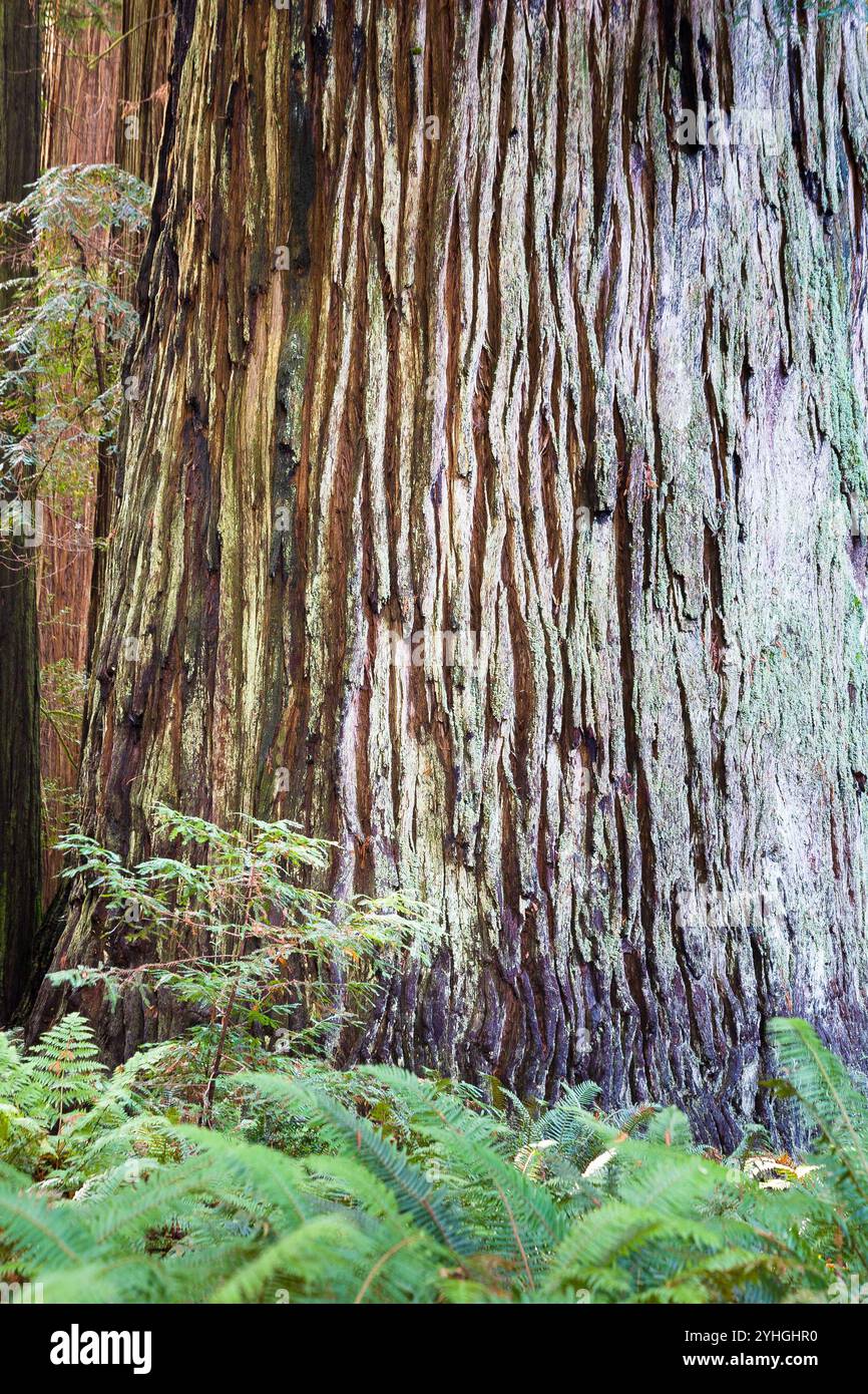 Ferns growing at the base of a large redwood tree. Jedediah Smith State ...