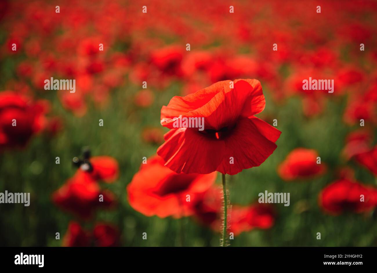 Poppy flowers field. Anzac day. Historic war memory. Anzac background ...