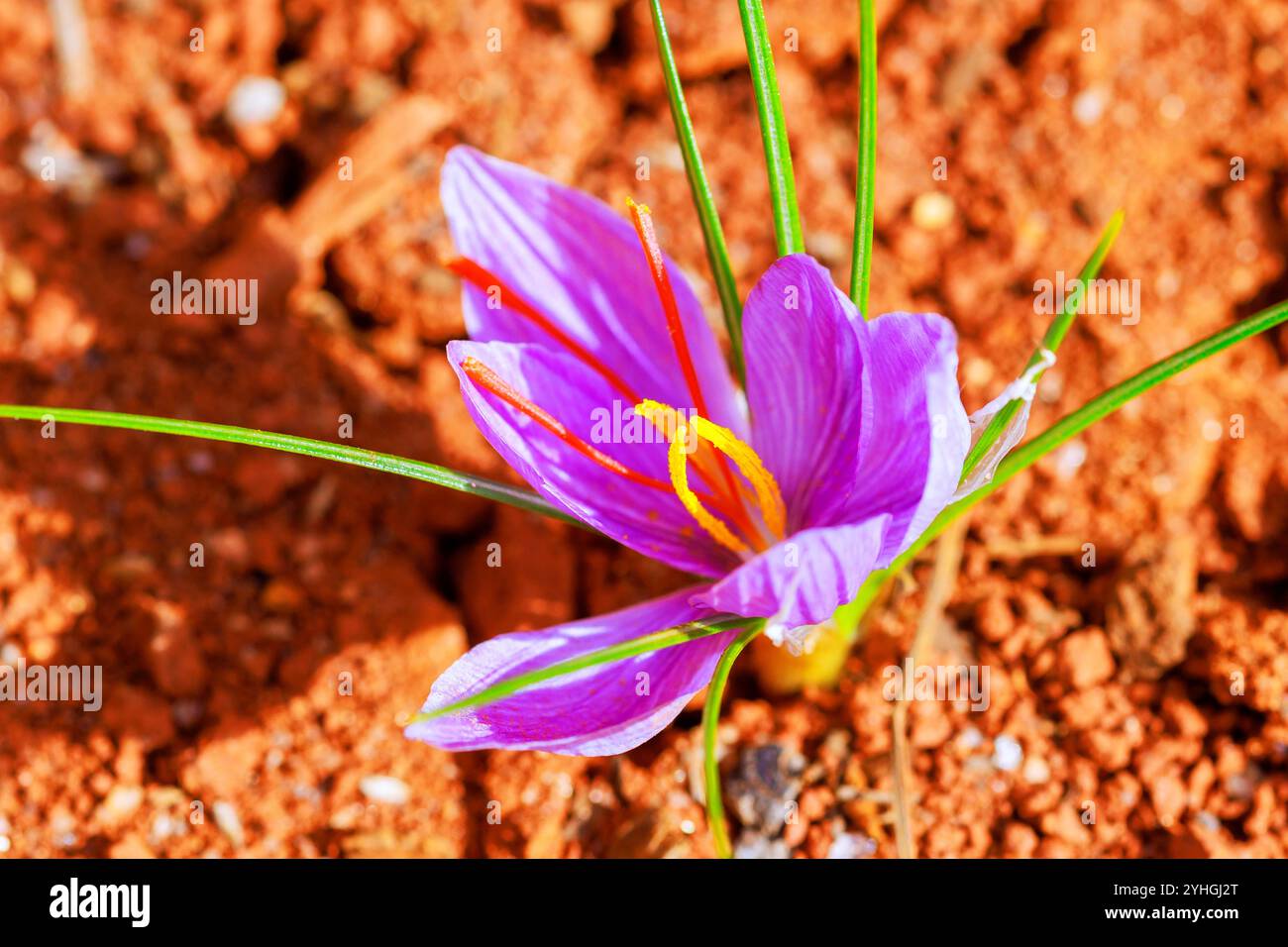 An intensely purple flower blooming in rich, red soil produces one of ...