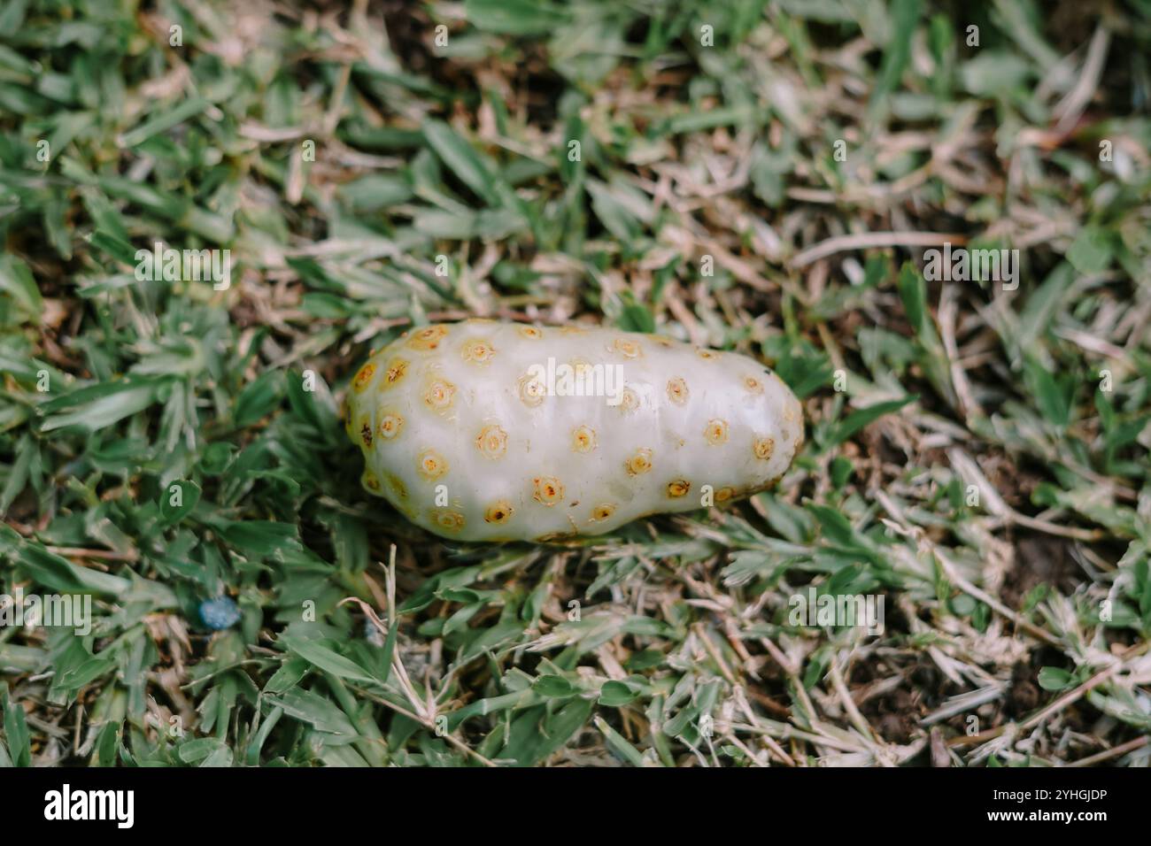 A close-up view of a fresh noni fruit lying on green grass. This unique ...