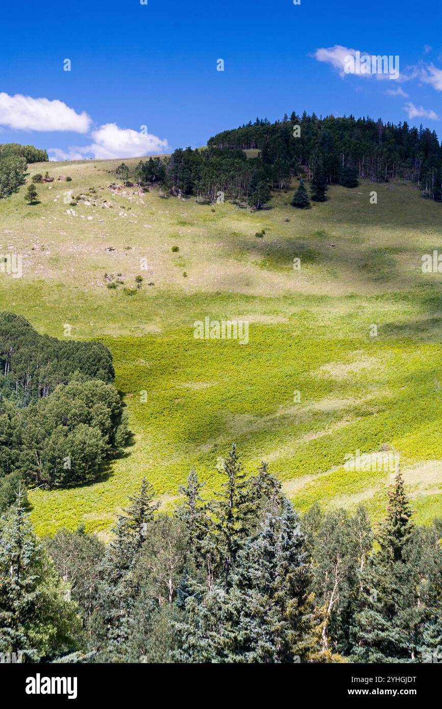 A large meadow filling a mountainside along the Escudilla National ...