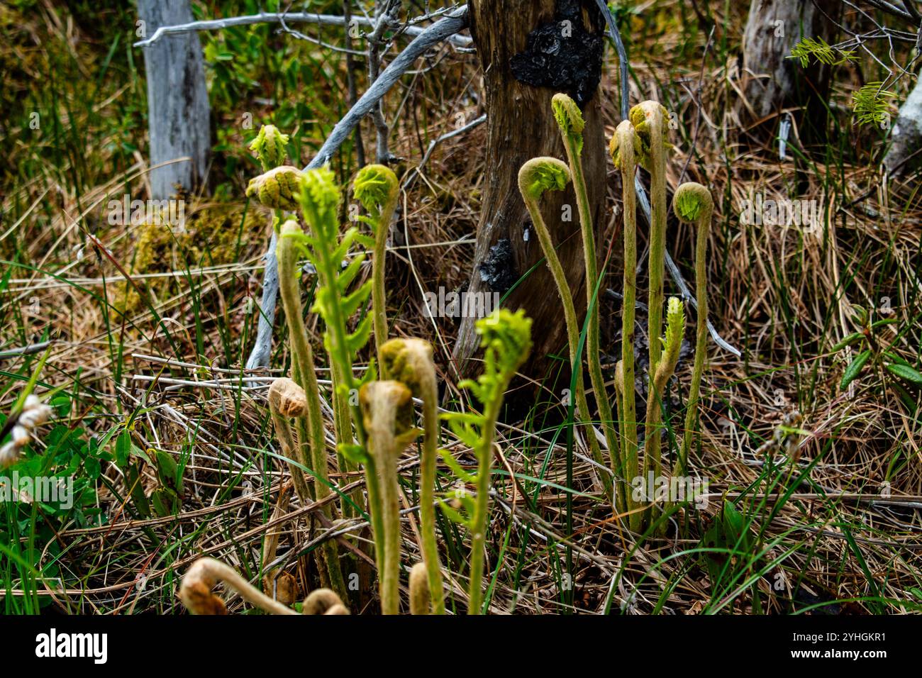 Fiddlehead ferns curl gracefully from the earth, showcasing the ...