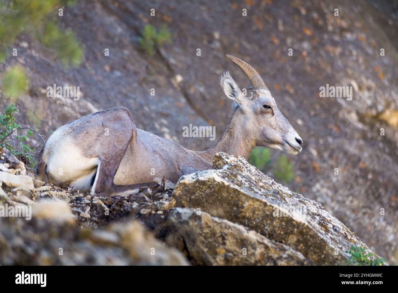 A desert bighorn sheep ram resting in the boulders off of the Bright ...