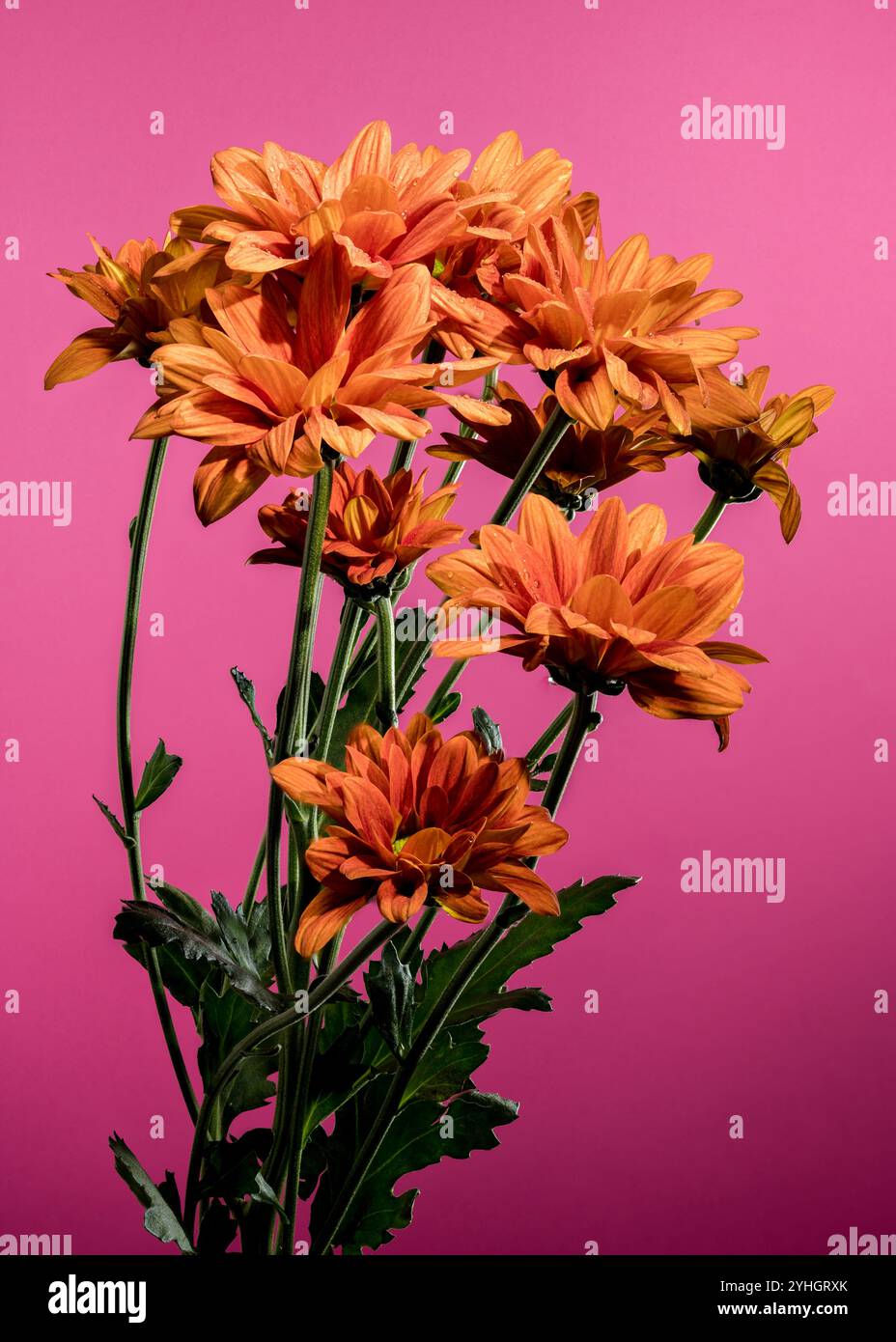 Beautiful Chrysanthemum multiflora Conaco Orange on a pink background ...