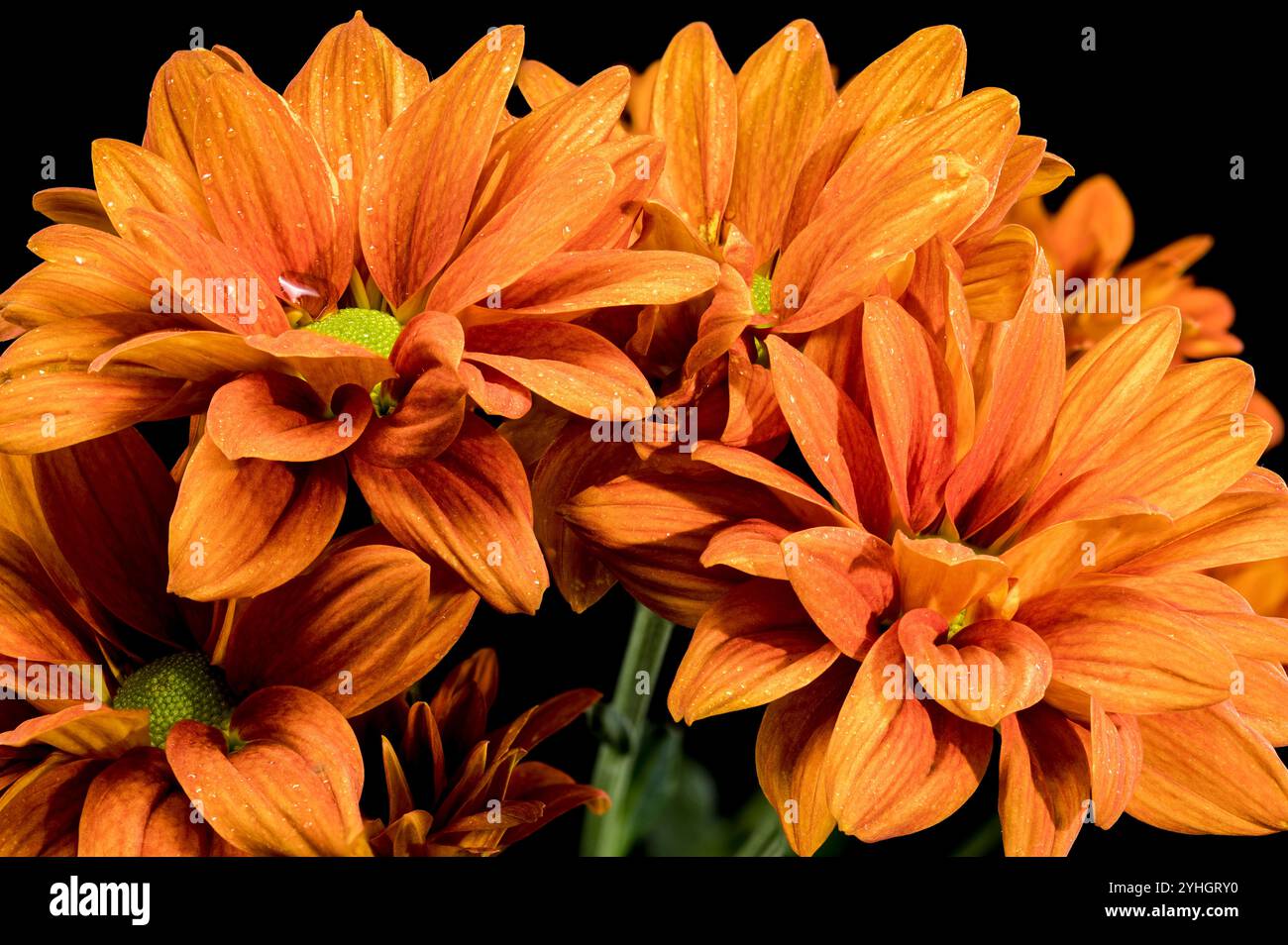 Beautiful Chrysanthemum multiflora Conaco Orange isolated on a black ...