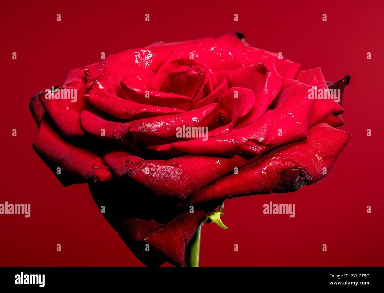Beautiful blooming red tea rose on a red background. Flower head close ...