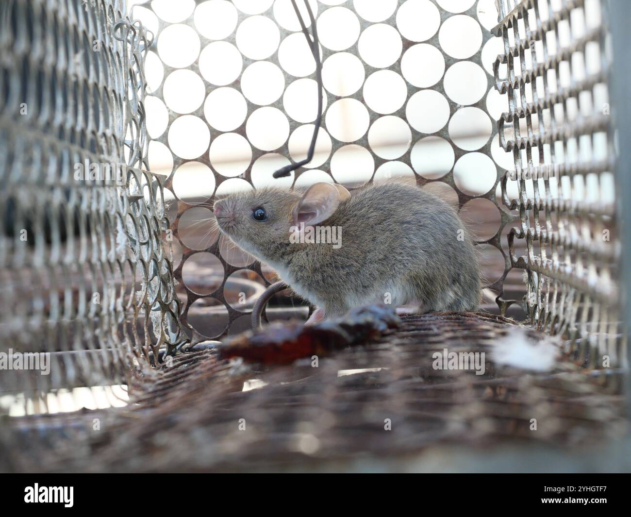 Rat in cage mousetrap, Mouse finding a way out of being confined ...