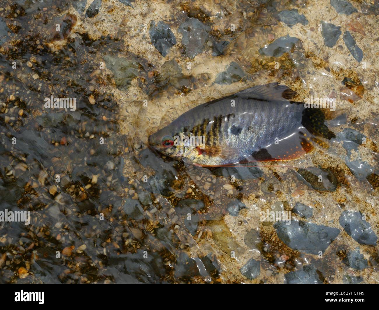 Three spot gourami fish in clear flowing water, Important aquacultured ...