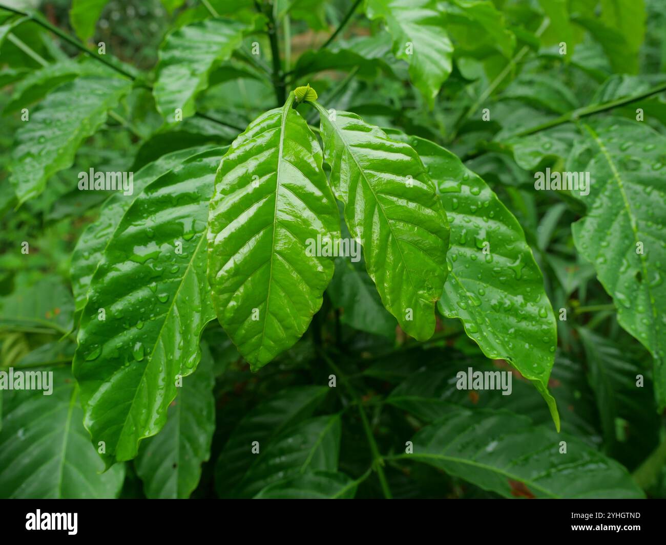 The shiny surface of the leaf just spring, Green bush leaf of young ...