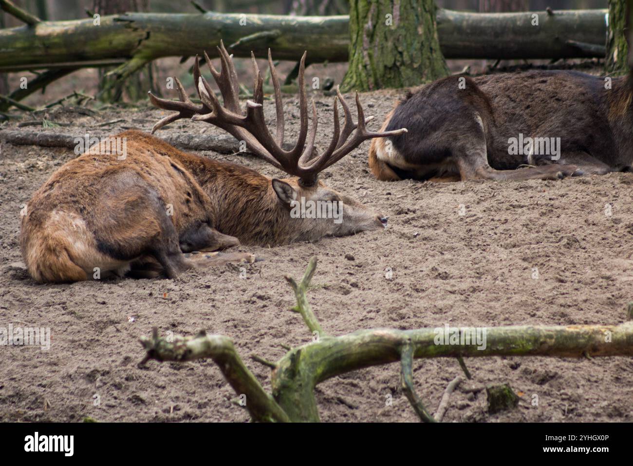 A resting red deer stag with impressive antlers, lying on sandy ground ...