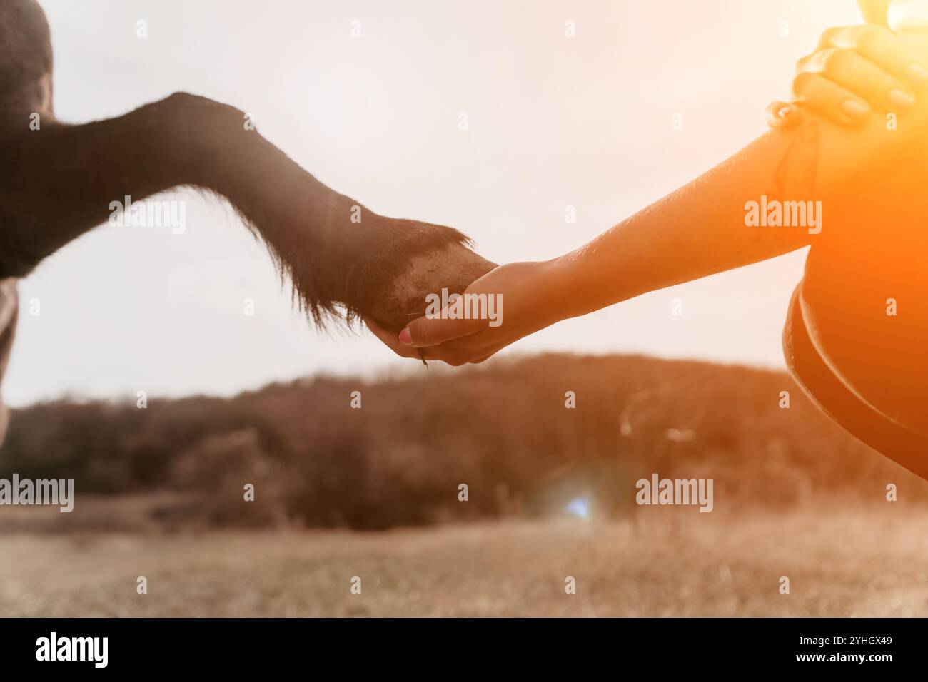 Horse Handshake Field: A person shakes the hoof of a horse in a field ...