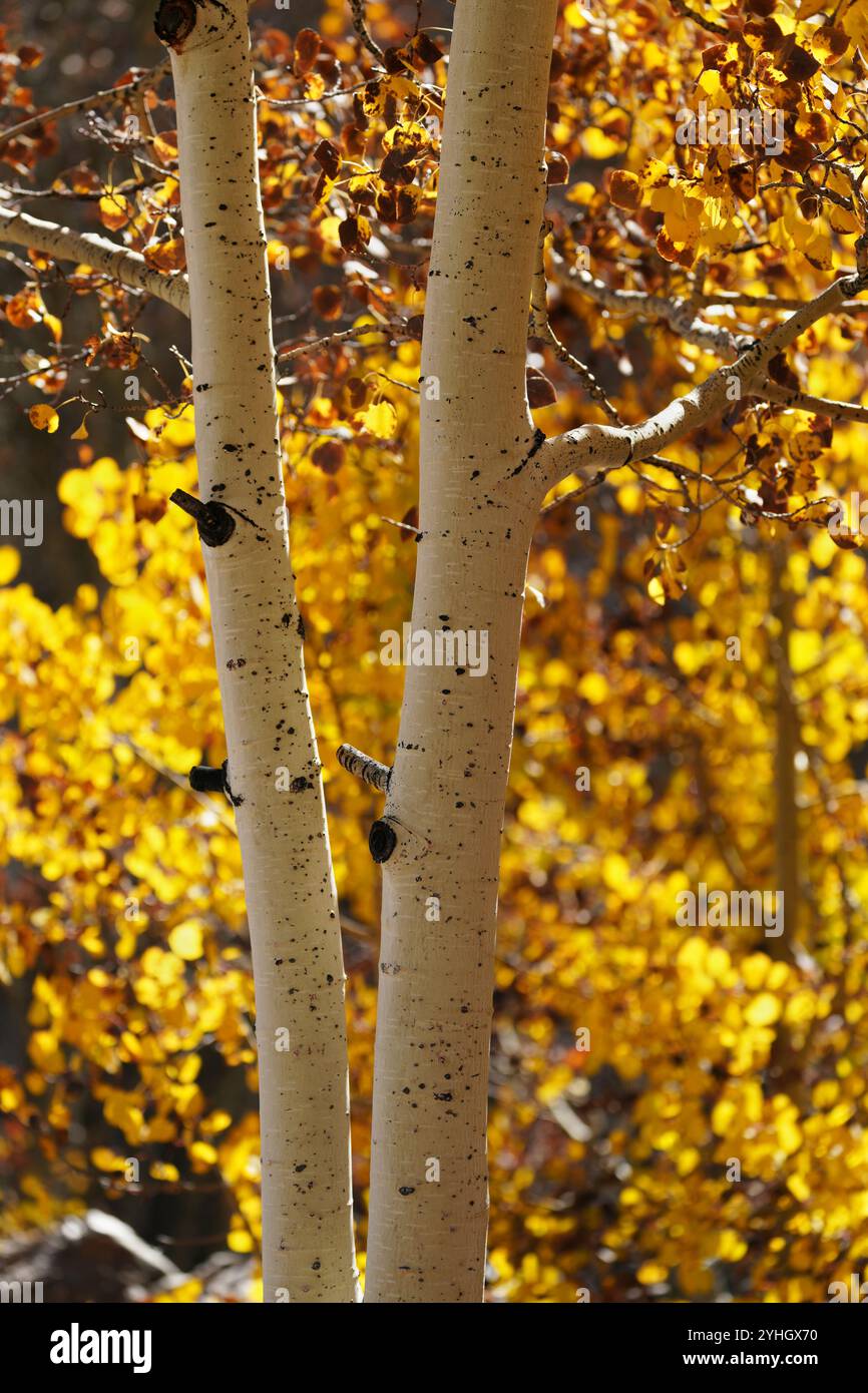 With autumn trembling aspen trees populus tremuloides hi-res stock ...
