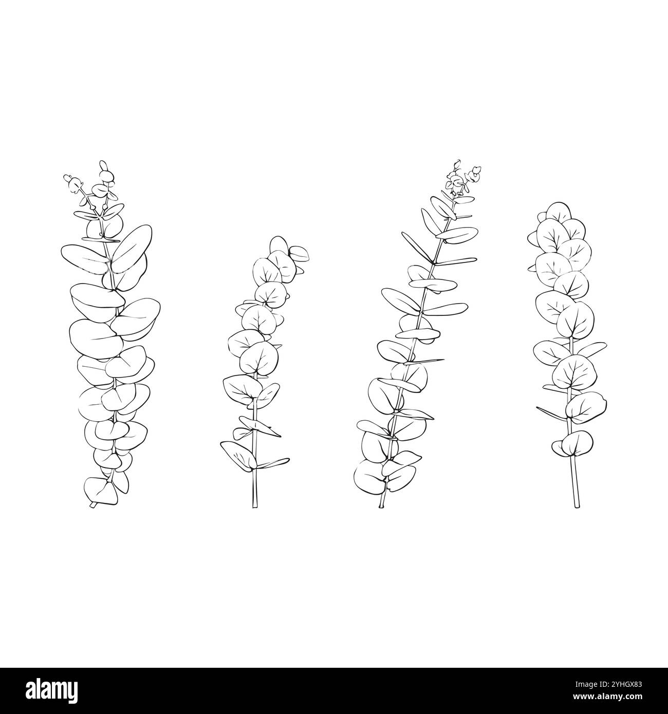 Set of eucalyptus branches. Vector illustration of greenery Stock ...