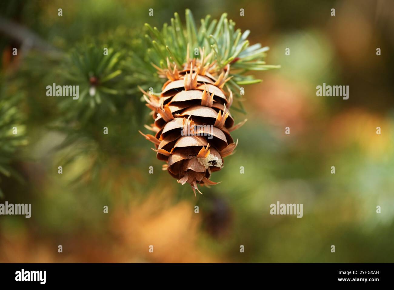 Developing seed cone hi-res stock photography and images - Alamy