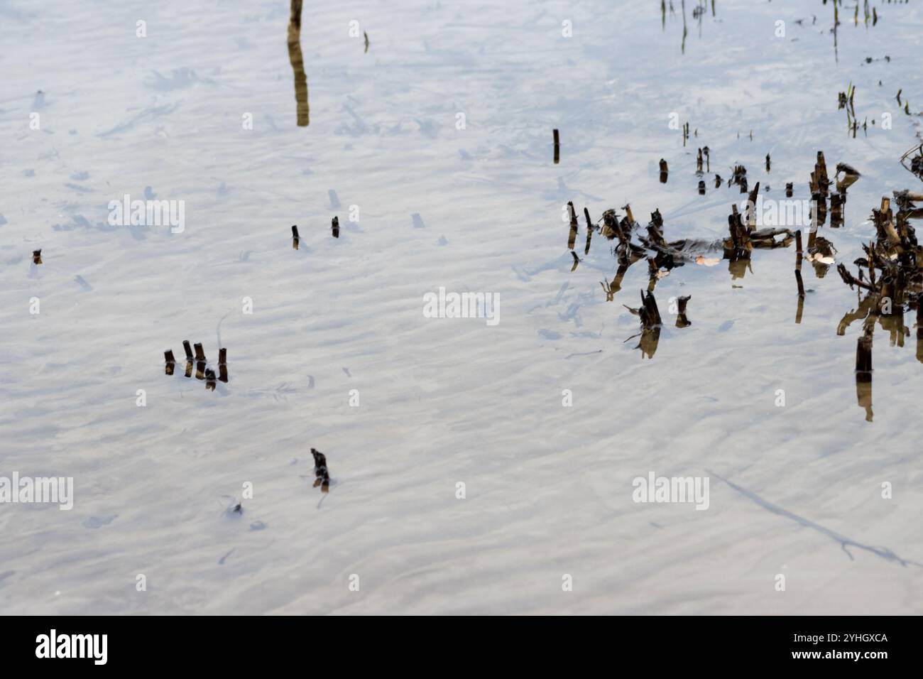 Wetland landscape showcasing hi-res stock photography and images - Alamy