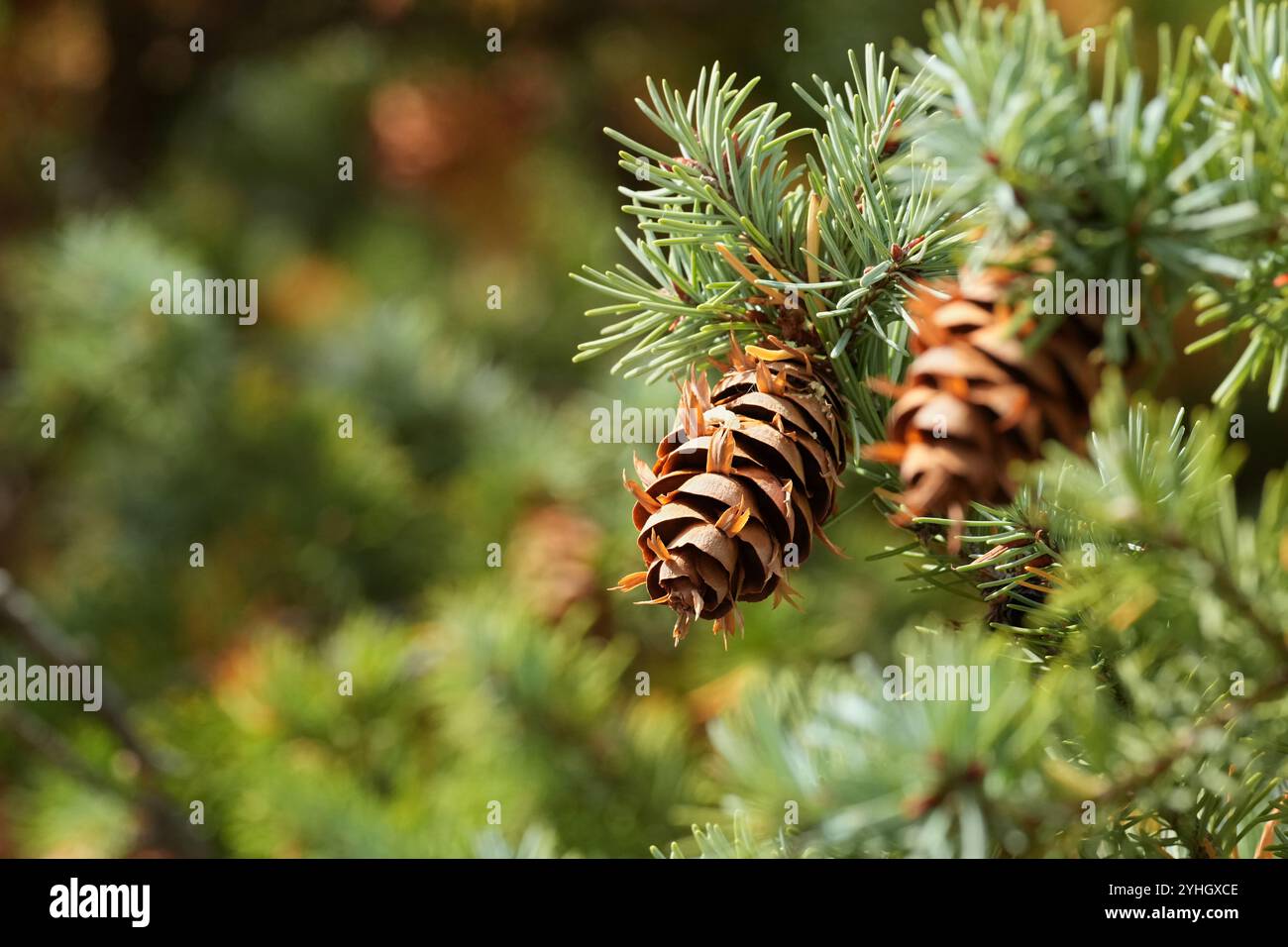 Developing seed cone hi-res stock photography and images - Alamy