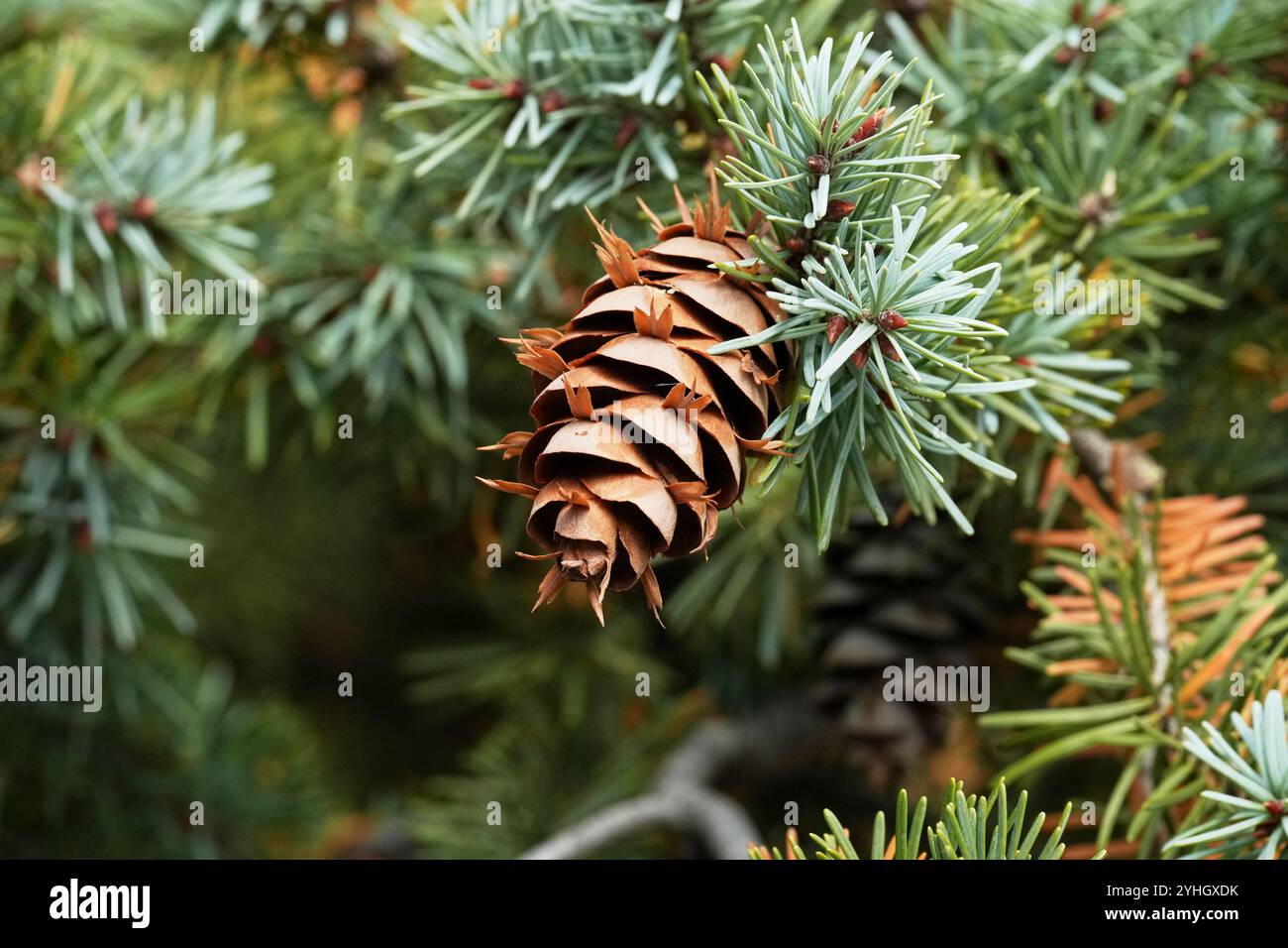 Developing seed cone hi-res stock photography and images - Alamy