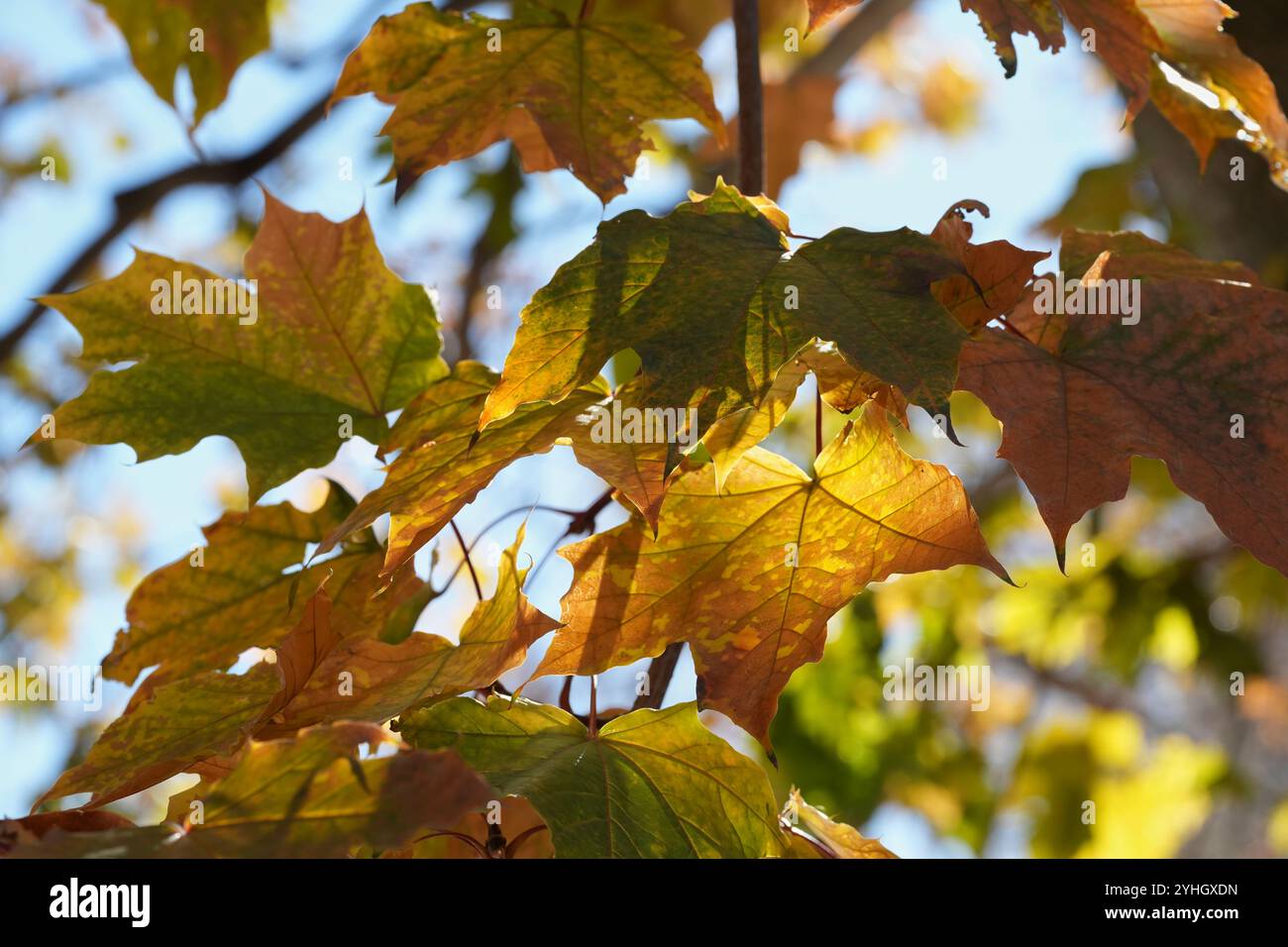 Norway maple leaves transitioning in fall Stock Photo - Alamy
