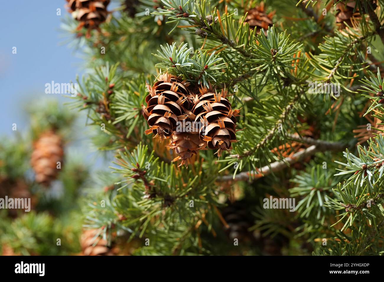 Douglas Fir - seed cones developing in autumn Stock Photo - Alamy