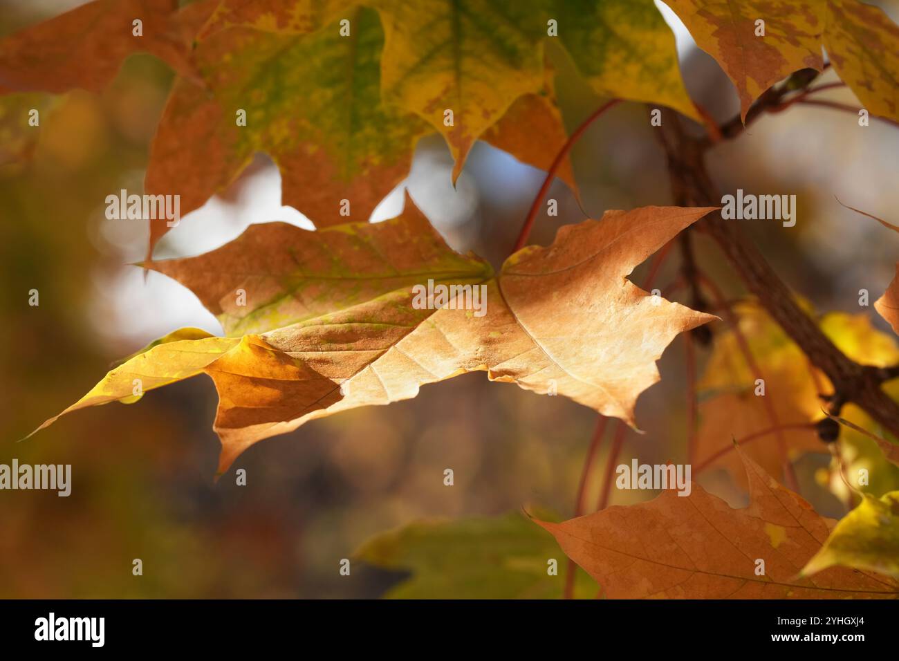 Norway maple leaves transitioning in fall Stock Photo - Alamy
