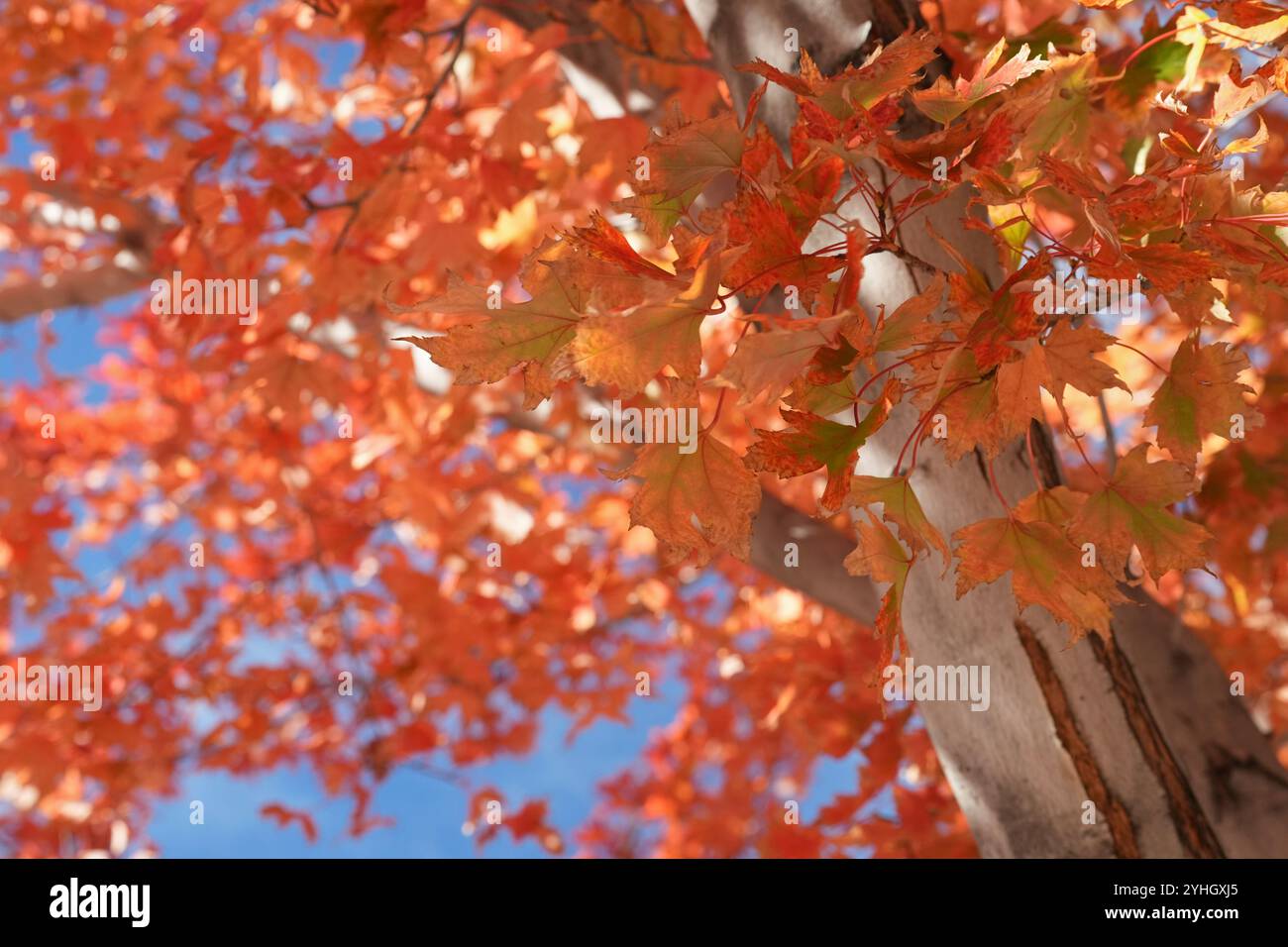 Beautiful transition hi-res stock photography and images - Alamy