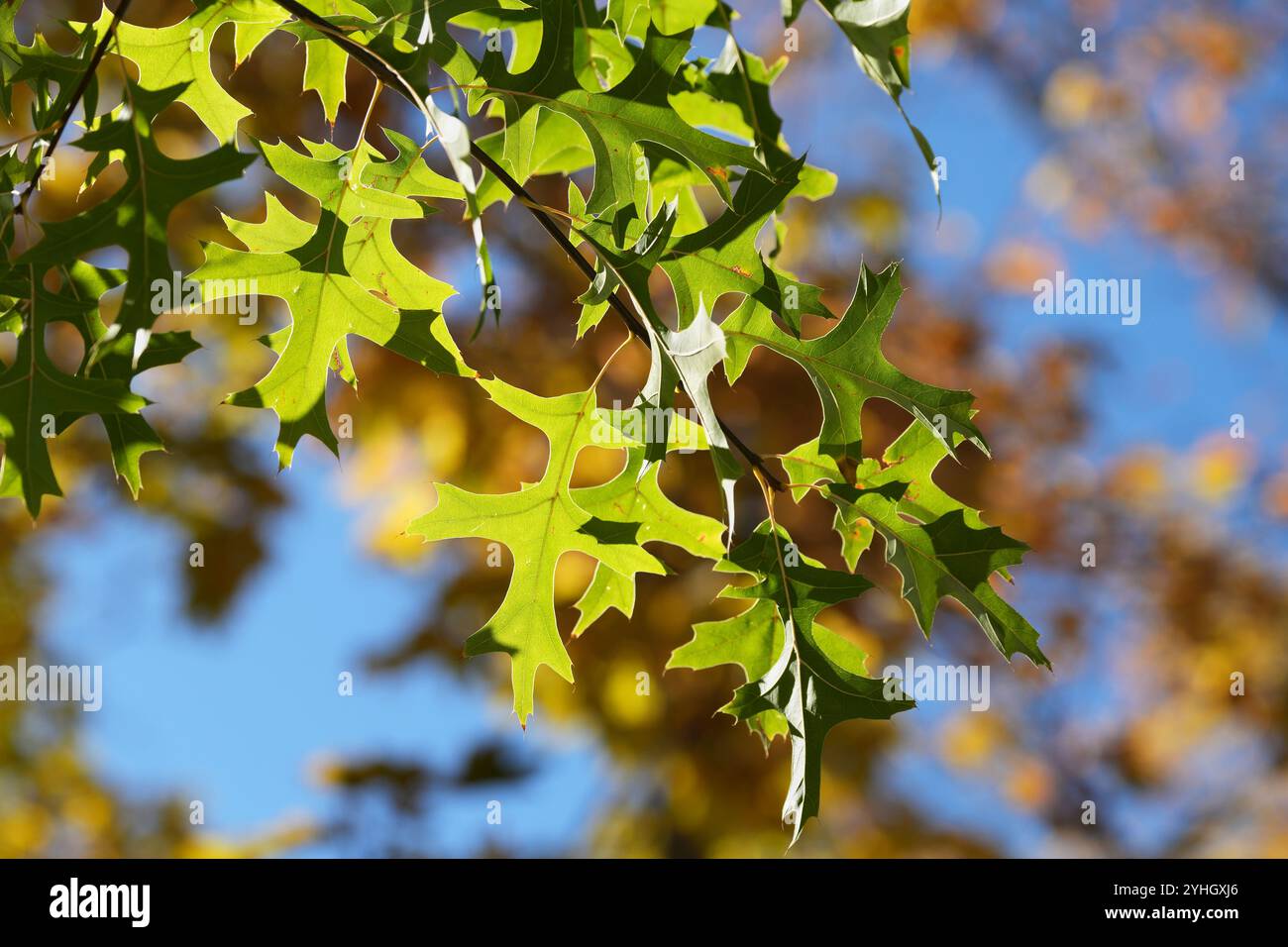 Scarlet oak leaves quercus coccinea hi-res stock photography and images ...