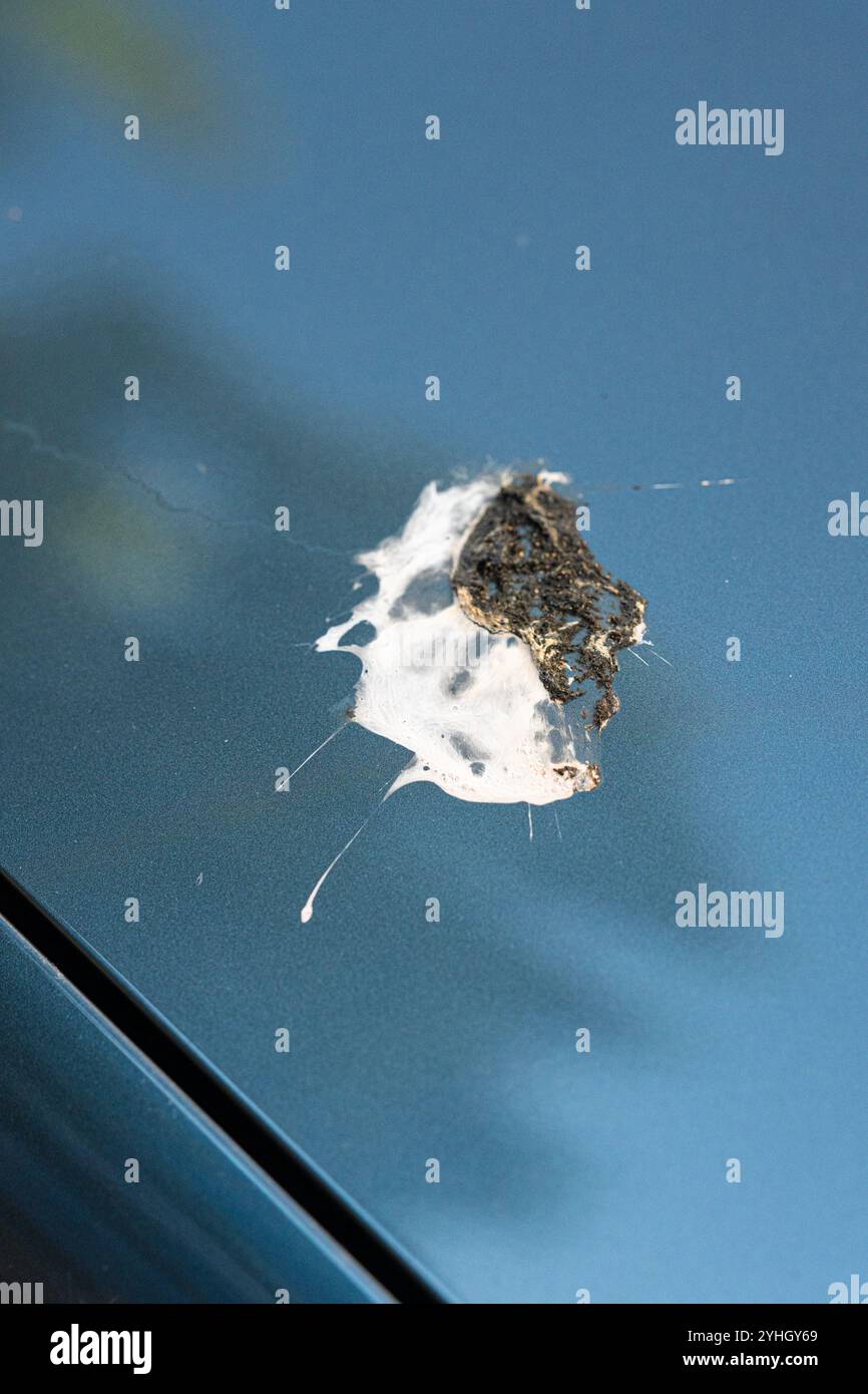 Animal damaging vehicle hi-res stock photography and images - Alamy