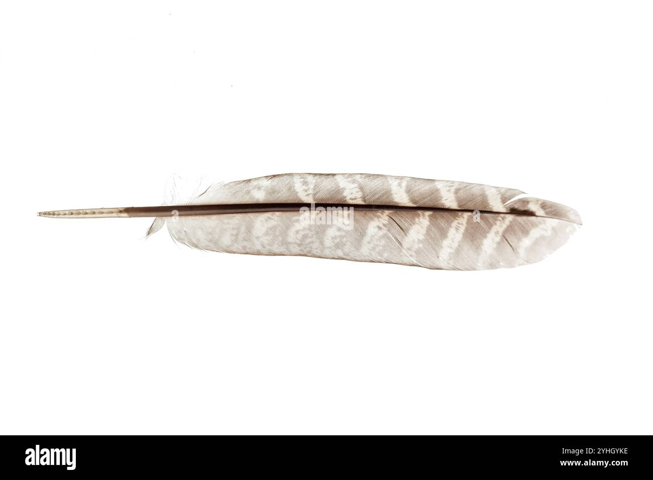 bird feather isolated on white background Stock Photo - Alamy