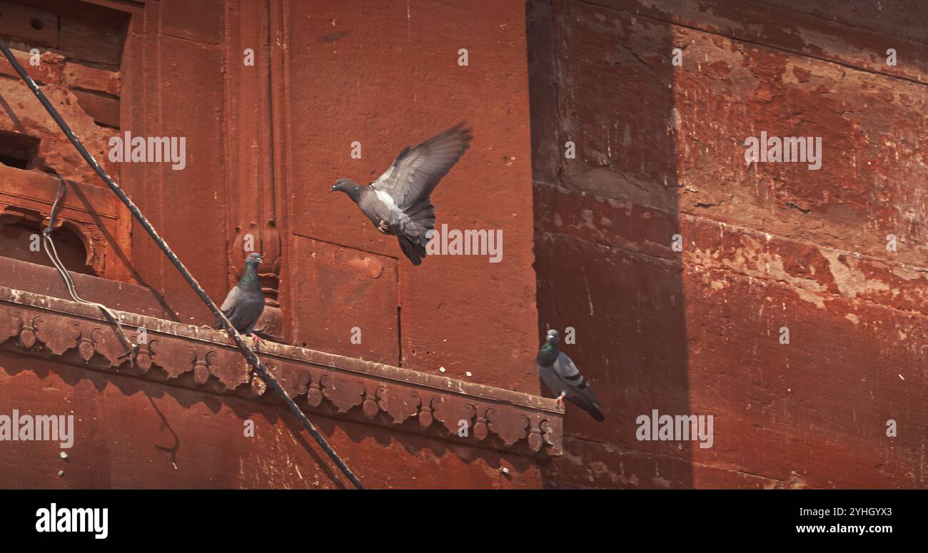Varanasi, Uttar Pradesh, India. Doves take off from old red wall Chet ...
