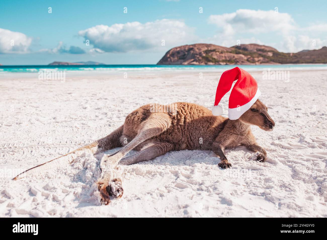 Small kangaroo lying on the white sand beach of Lucky Bay, wearing a ...
