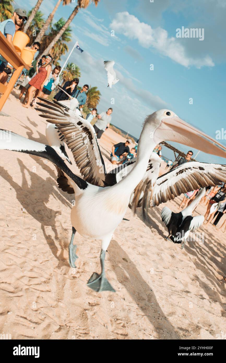Pelican selfie hi-res stock photography and images - Alamy