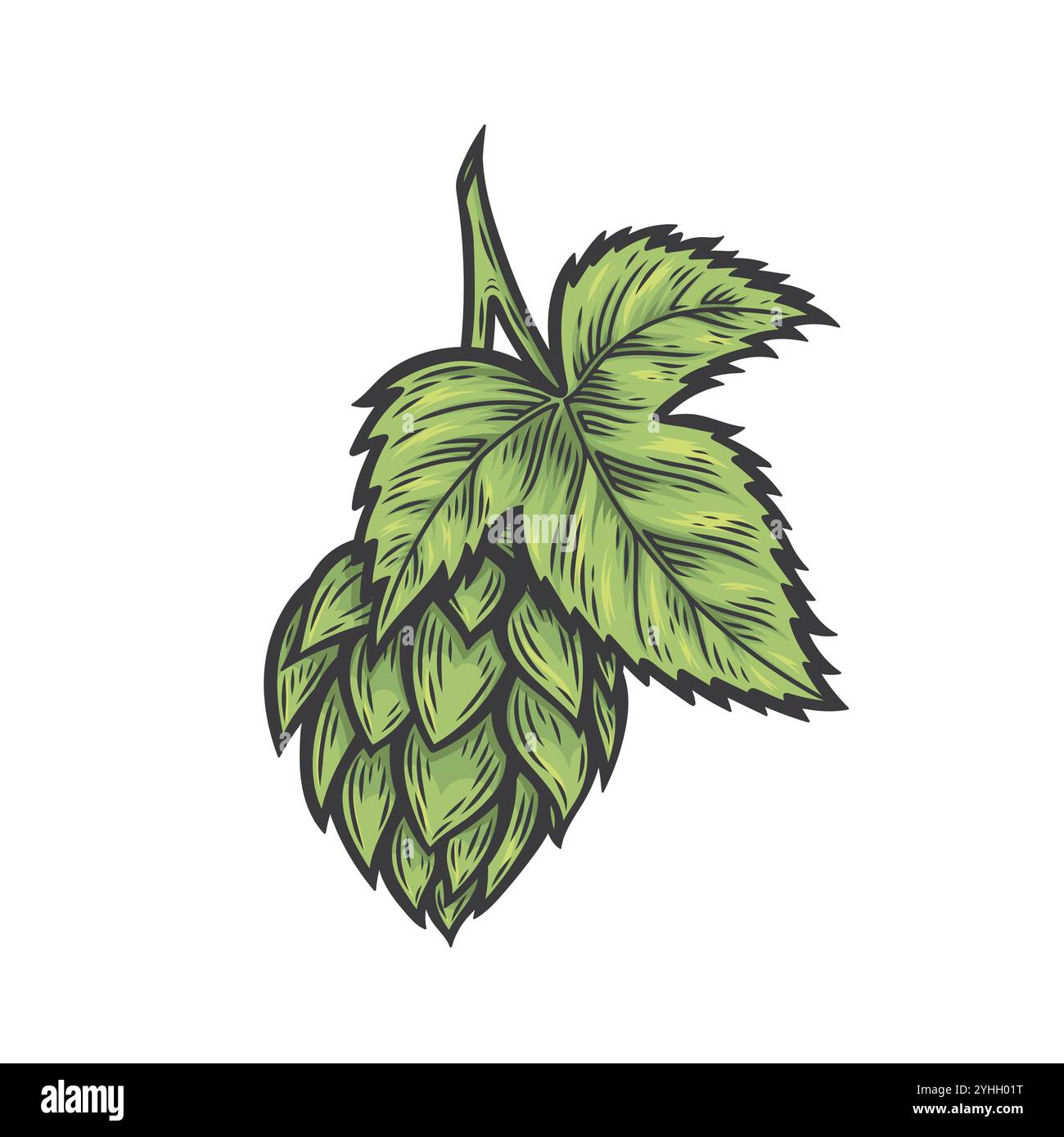 Hops in the style of line drawing Stock Vector Image & Art - Alamy