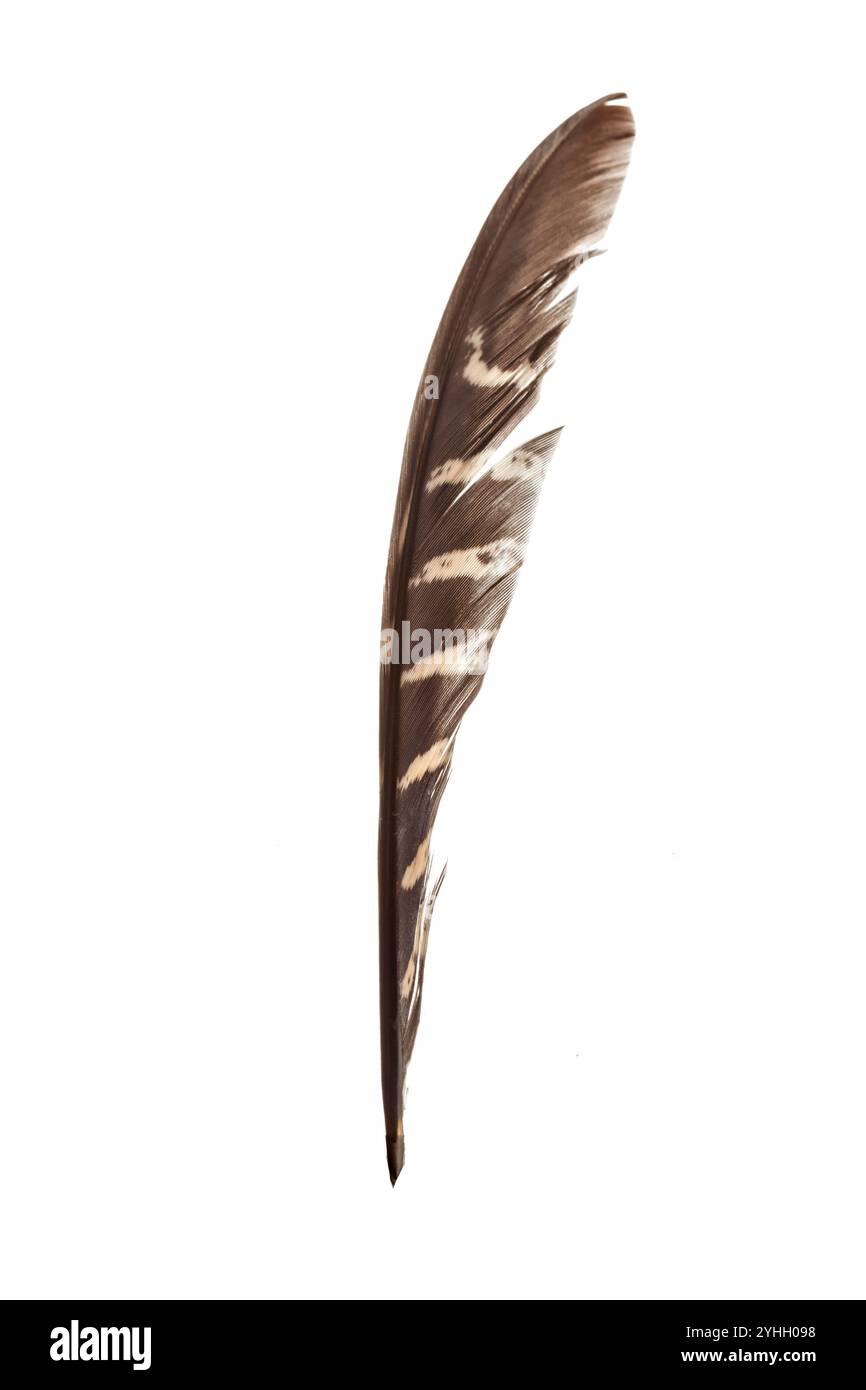 bird feather isolated on white background Stock Photo - Alamy