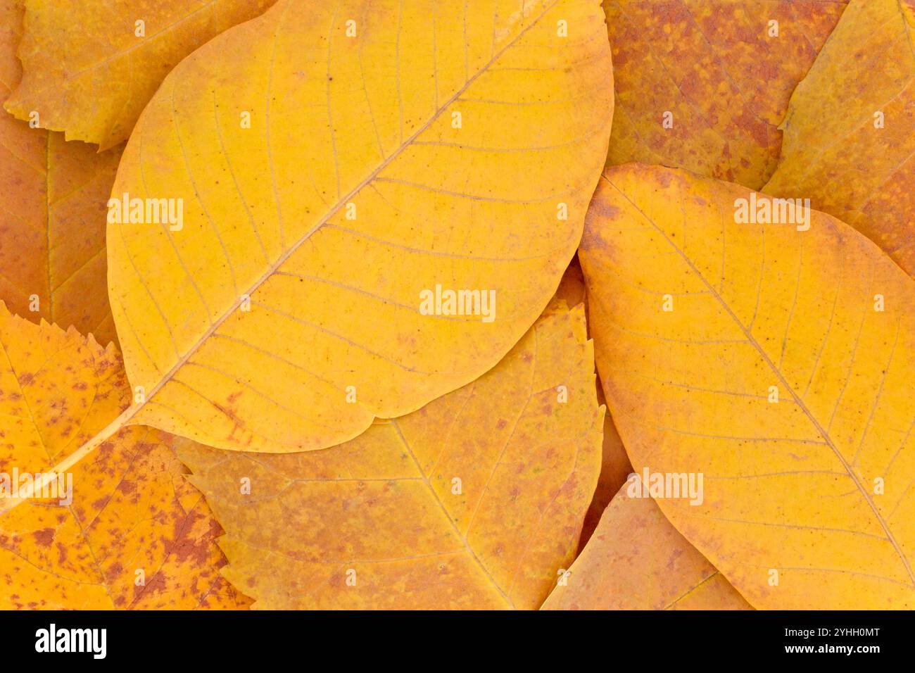 Common ash tree with autumn leaves hi-res stock photography and images ...