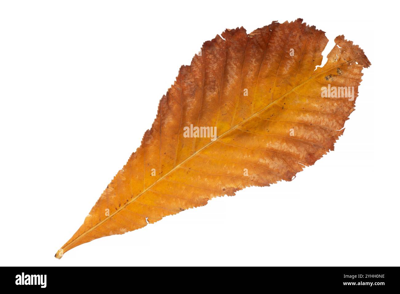 dry chestnut tree leaf isolated on white background Stock Photo - Alamy