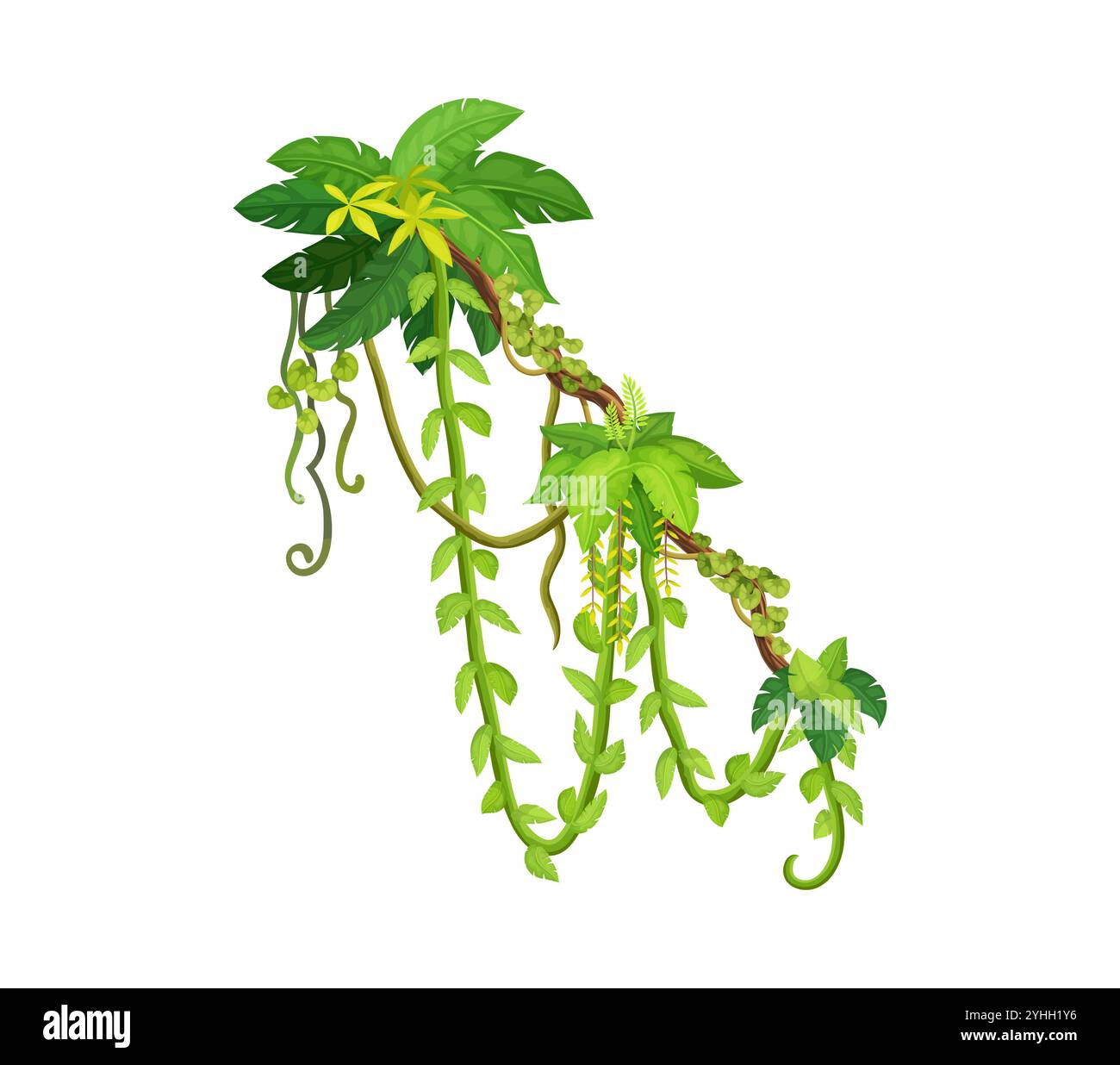 Tropical jungle rain forest vertical liana leaves. African rain forest ...