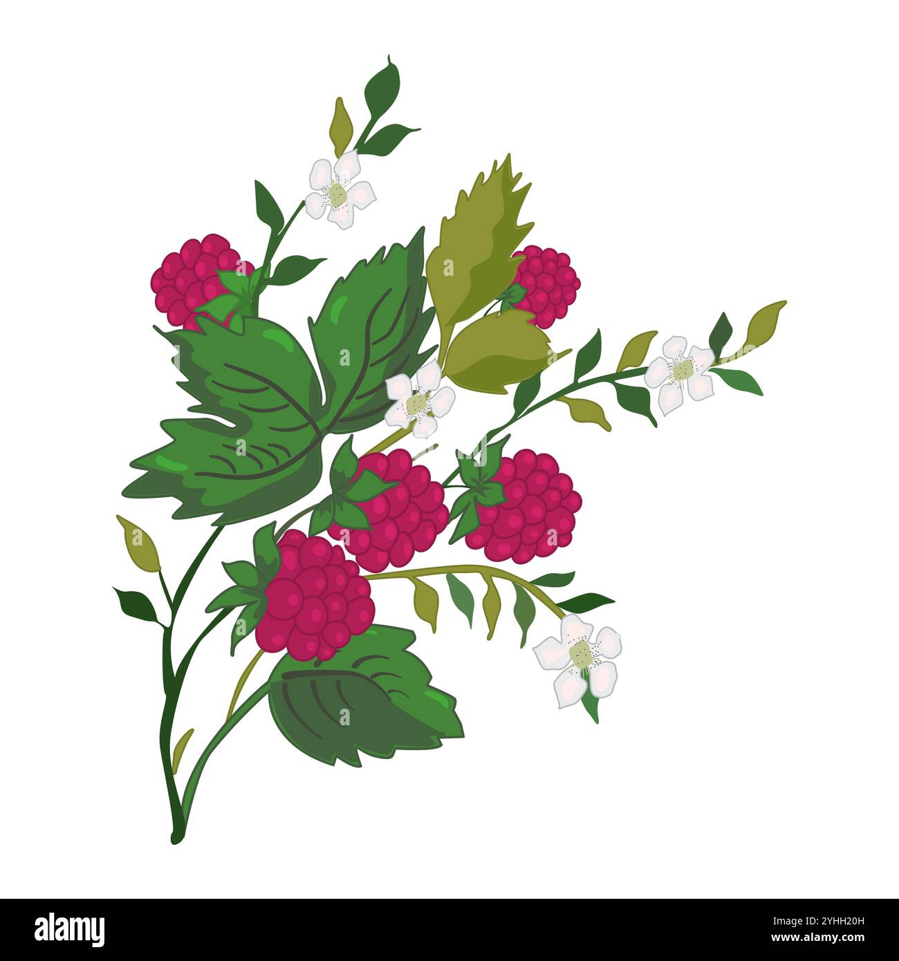 Fruit red tea wild Stock Vector Images - Alamy