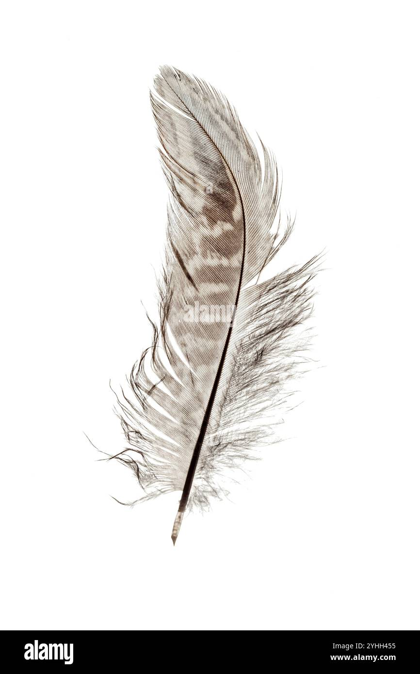 bird feather isolated on white background Stock Photo - Alamy