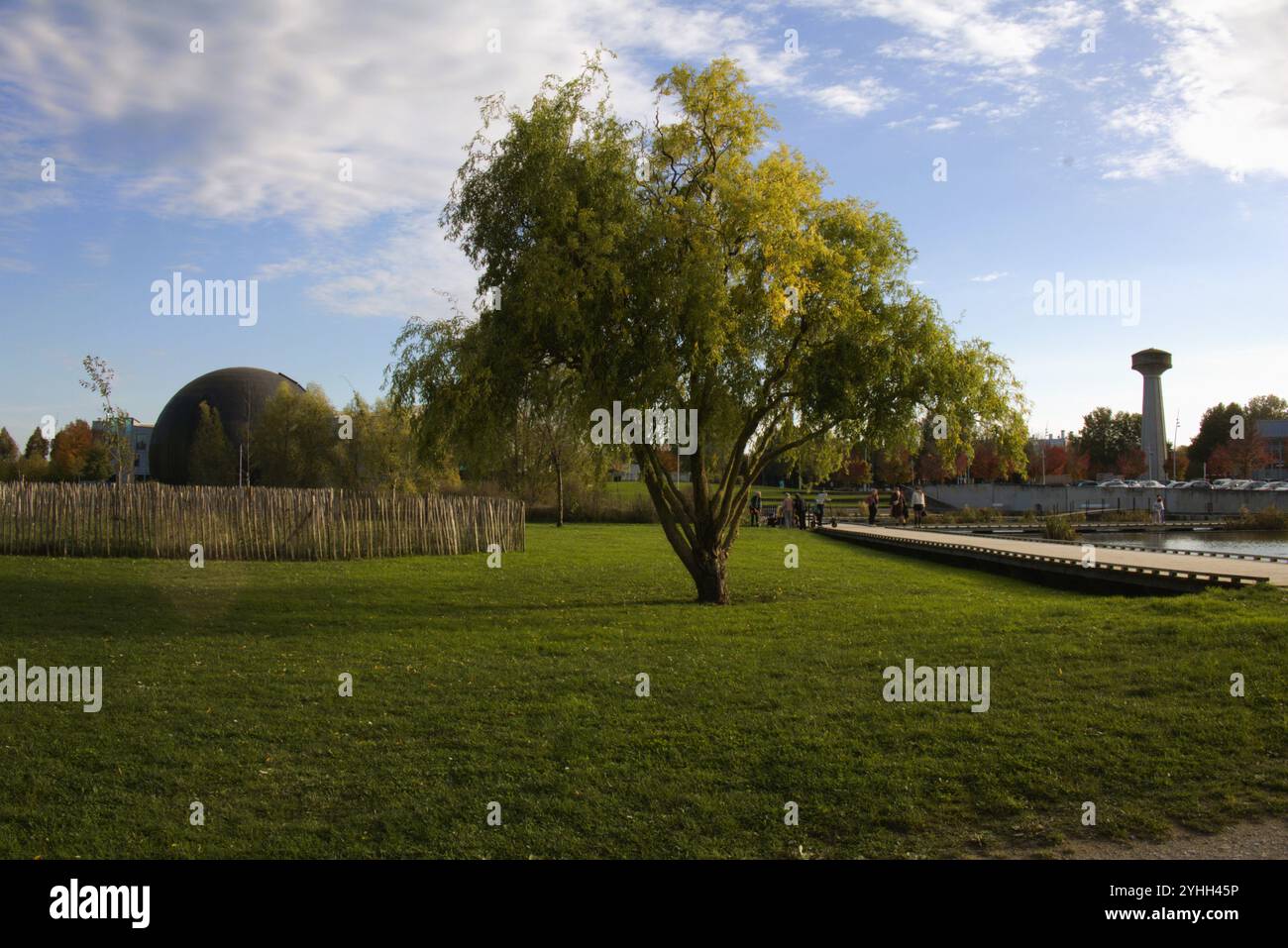 A tree alone in a park with town on backdrop Stock Photo - Alamy