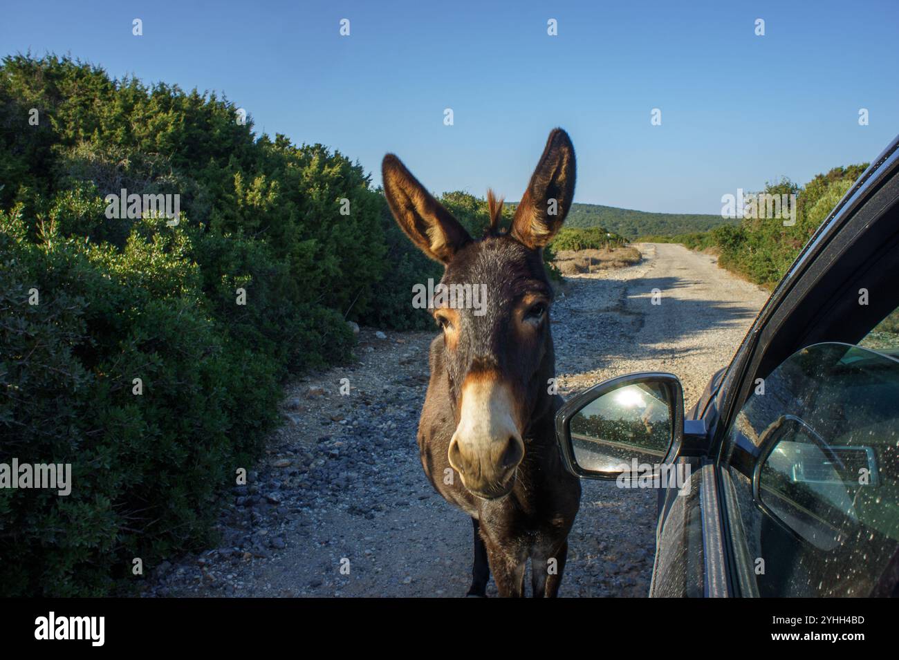 A friendly donkey curiously peers into a car parked beside a winding ...