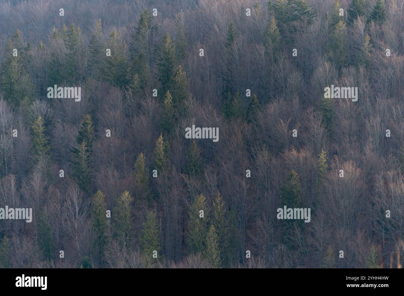 Winter beech forest with tree trunks in Beskydy Mountain in Czech ...