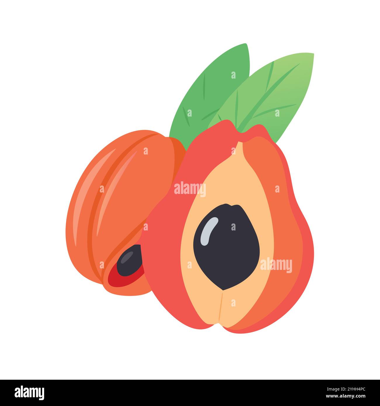 simple vector illustration of a ackee, in a simple and clean style ...