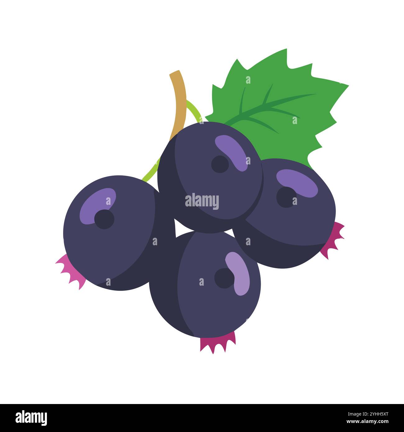 simple vector illustration of a blackcurrant, in a simple and clean ...