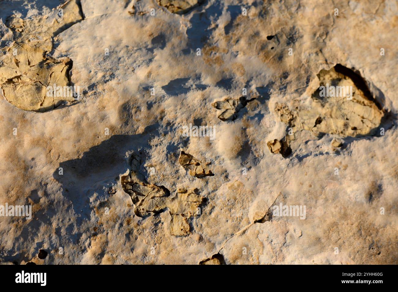 Fossilized imprints reveal ancient life in rock layers on a sunny ...