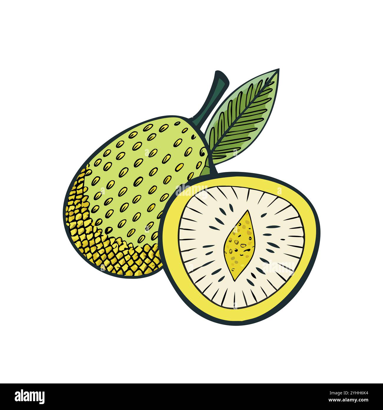 simple vector illustration of a breadfruit, in a simple and clean style, suitable for food and ...