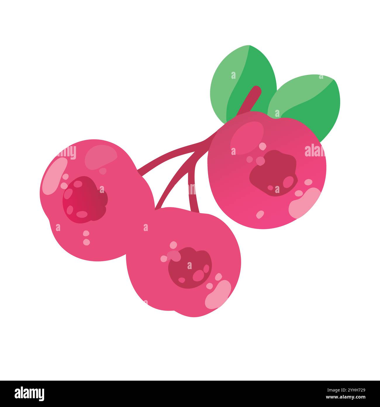 simple vector illustration of a capulin cherry, in a simple and clean ...