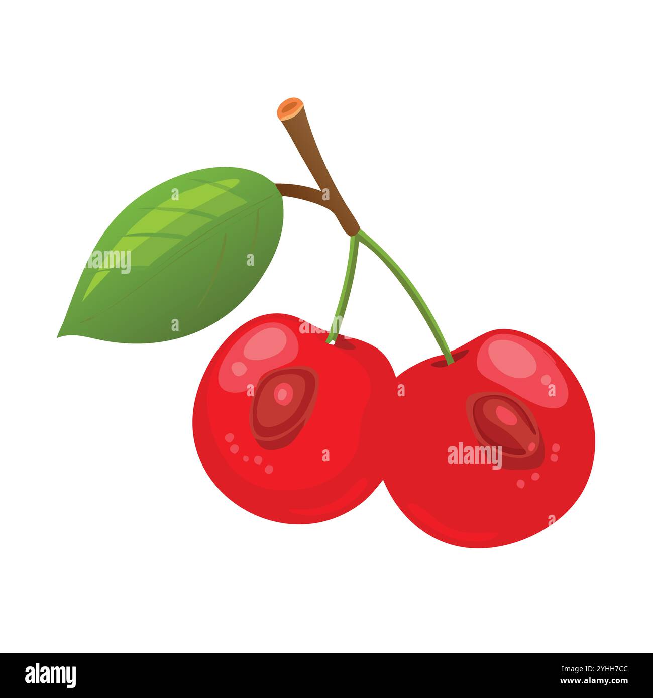 Capulin cherry vector hi-res stock photography and images - Alamy