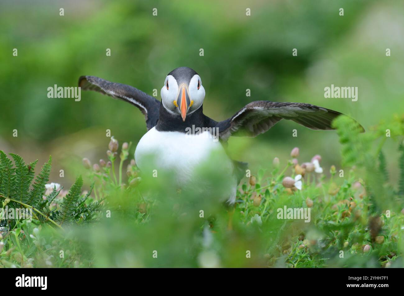 Atlantic puffin Skomer Island. UK Stock Photo - Alamy