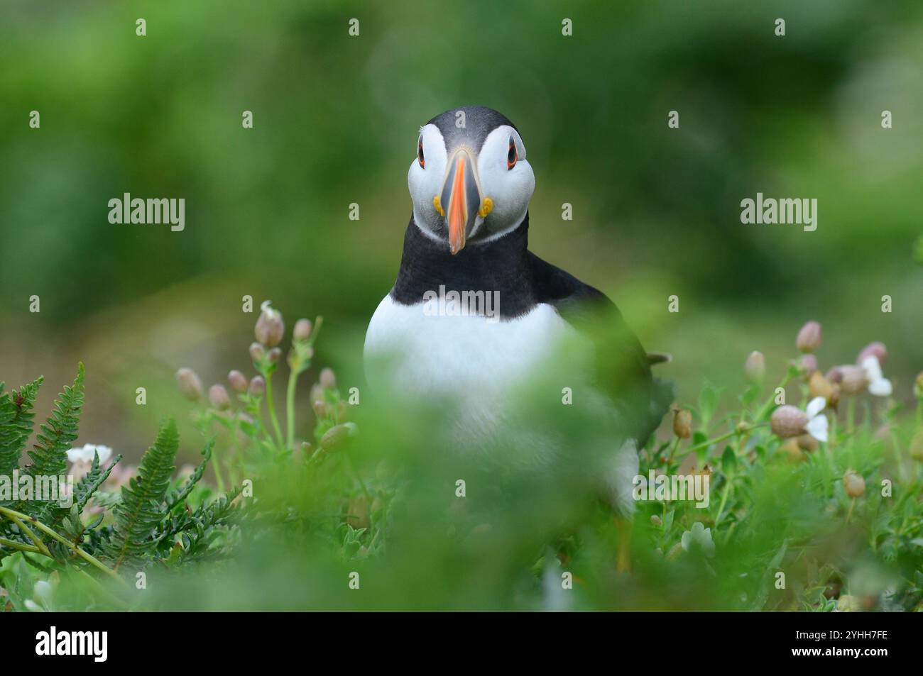 Atlantic puffin Skomer Island. UK Stock Photo - Alamy